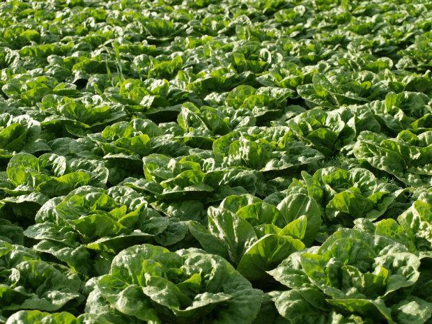 Spanish storms send lettuce prices soaring | Analysis & Features | The ...
