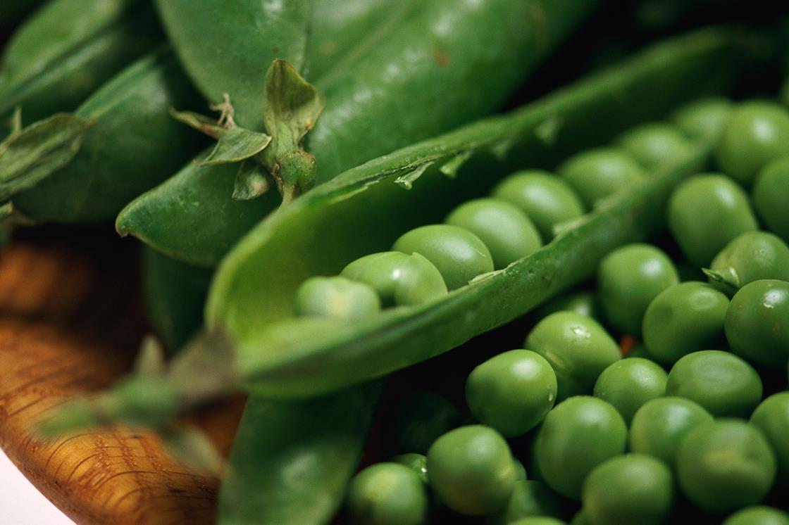 British pea crop takes a battering | Buying & Supplying News | The Grocer