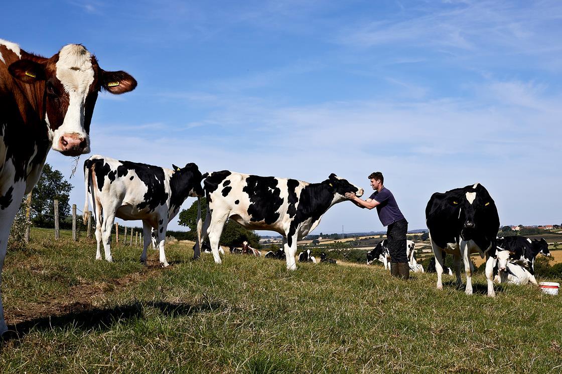 Arla boss calls for dairy to unite to fight misinformation after Bovaer ...