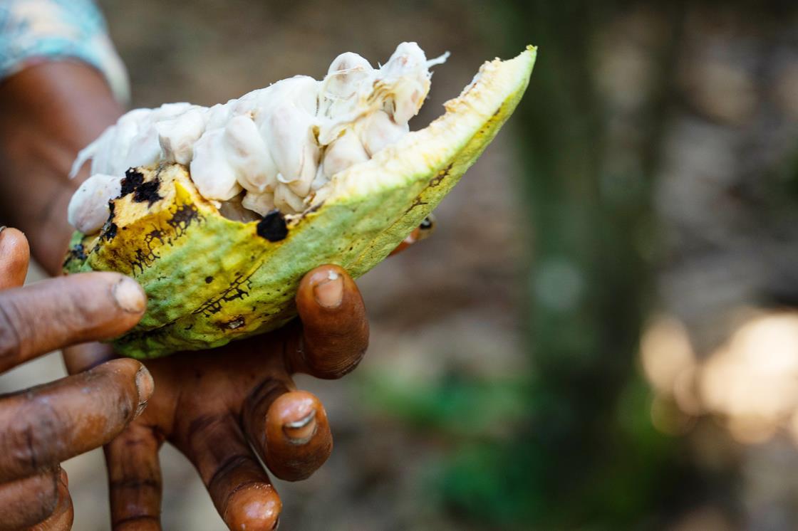 Schumacher shakes up strategy at cocoa giant Barry Callebaut | News ...