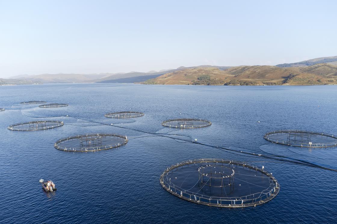 Scottish salmon exports hit record high | The Grocer