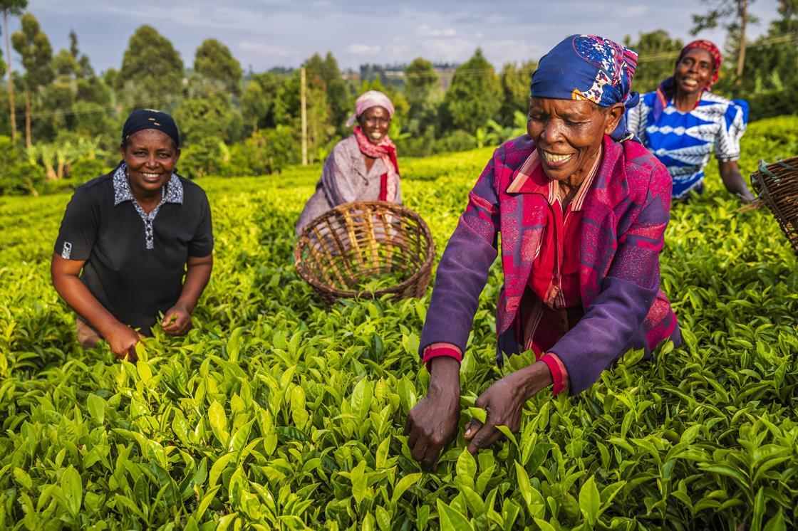 Lipton Teas & Infusions co-funds tea academy in Kenya | The Grocer
