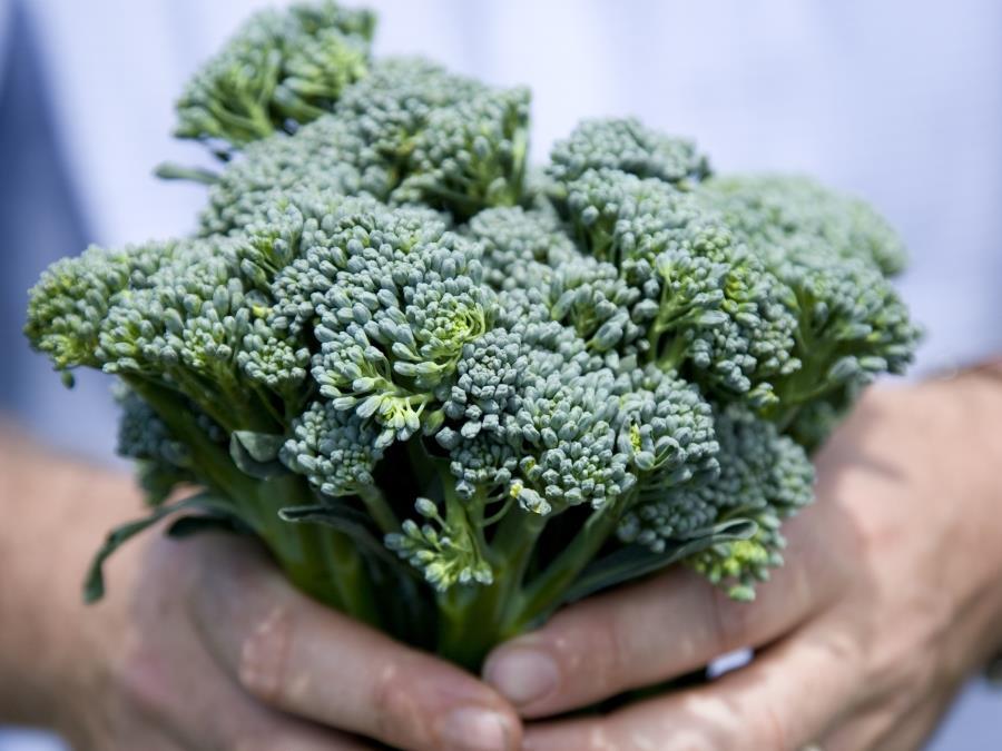Tenderstem broccoli UK supply set to overtake imports | News | The Grocer