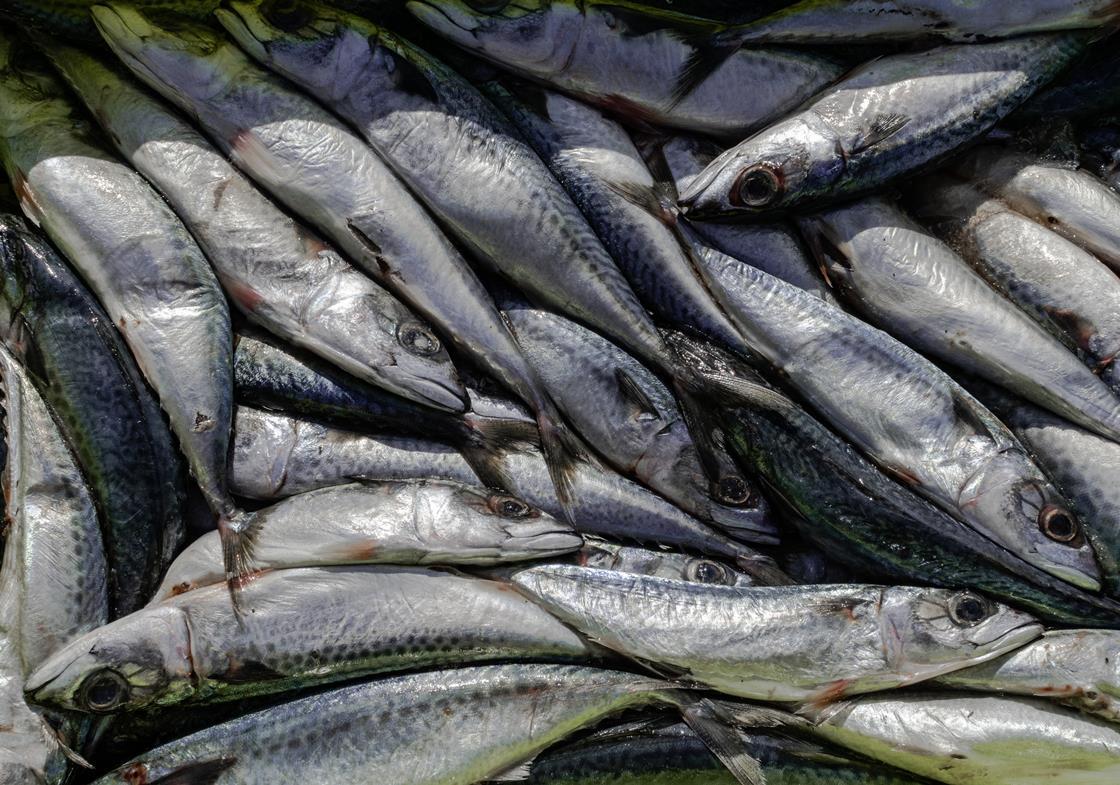 Waitrose's mackerel ban condemned by Scottish fishing groups | The Grocer