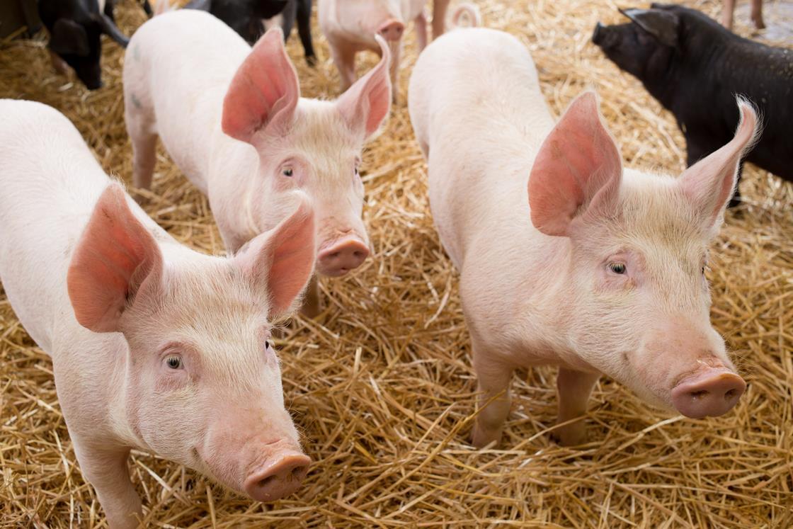 UK pork producers secure £19m export win to Mexico | News | The Grocer