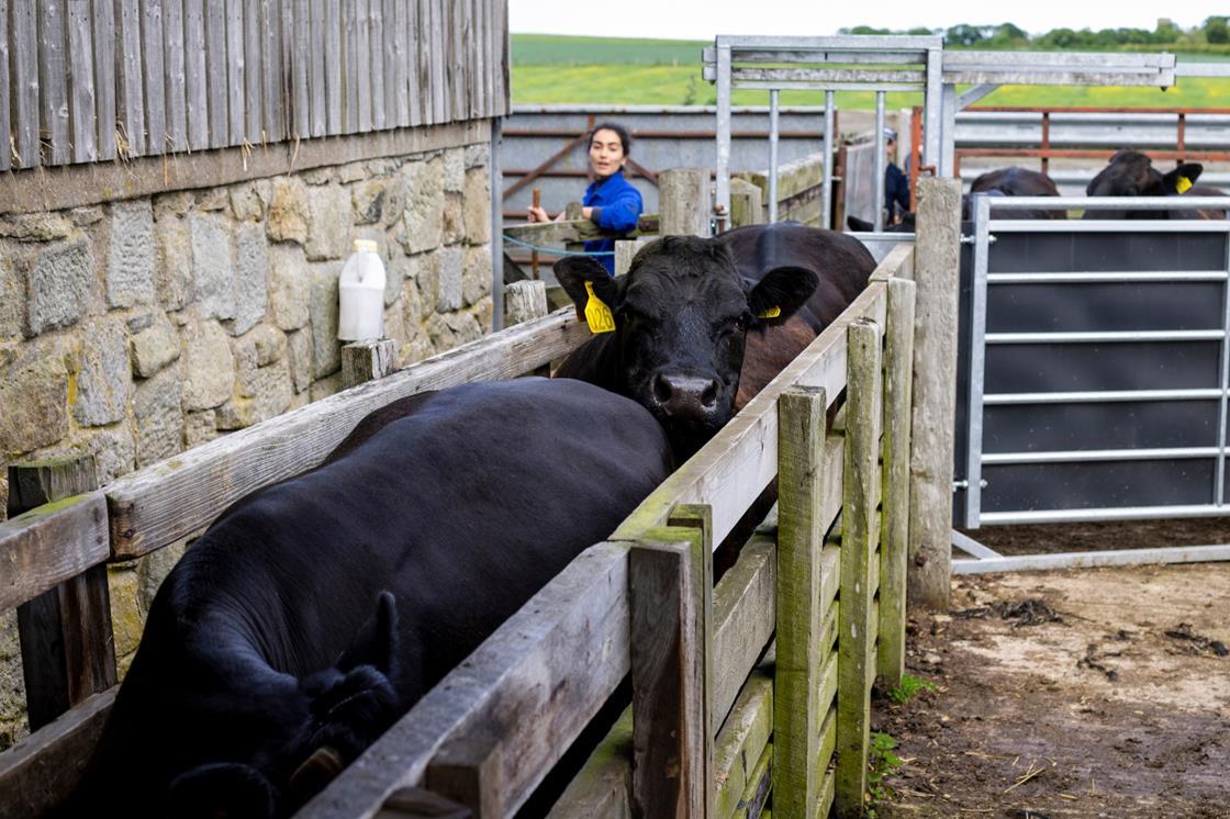 Cattle farm closures are 'key driver' of beef price rises | The Grocer