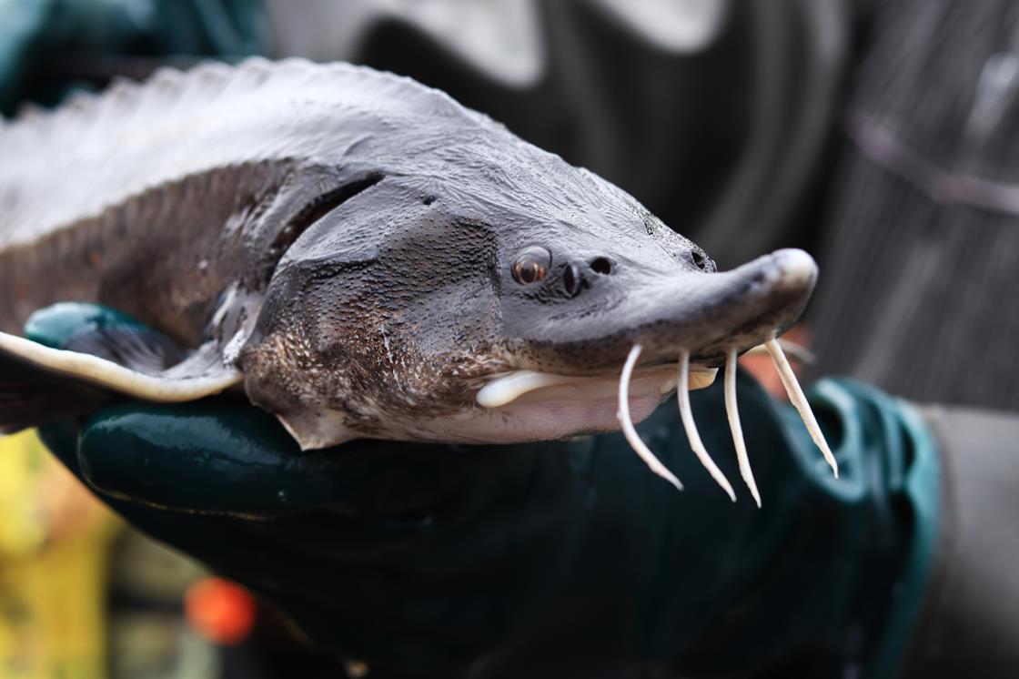 Sturgeon sanctuary seeks angel investors for caviar startup | The Grocer