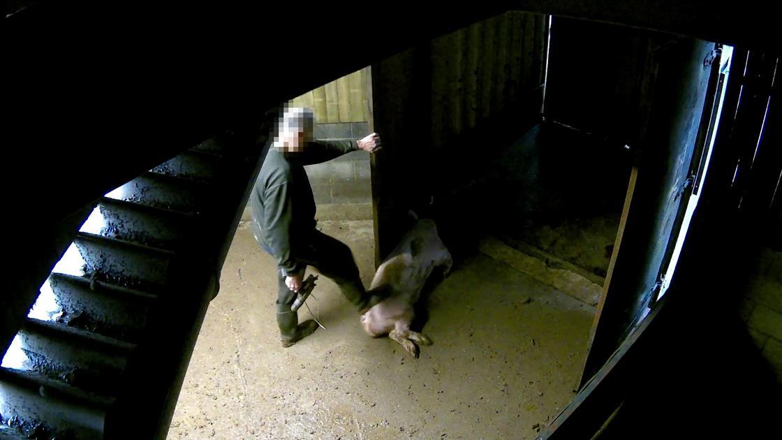 Cranswick ‘horrified’ at historic pig abuse footage | News | The Grocer