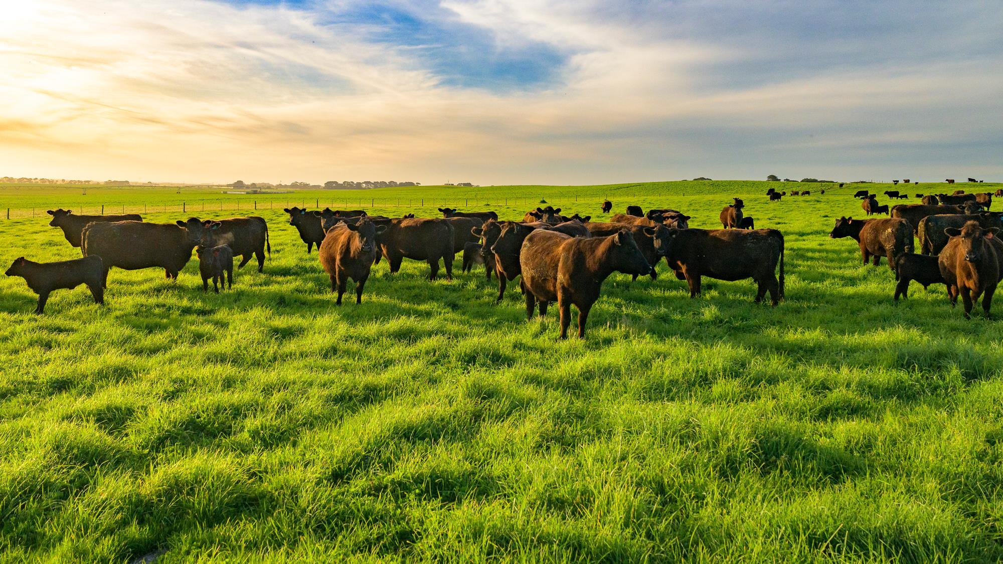 Australian premium beef and lamb exports aid UK supply gaps | The Grocer