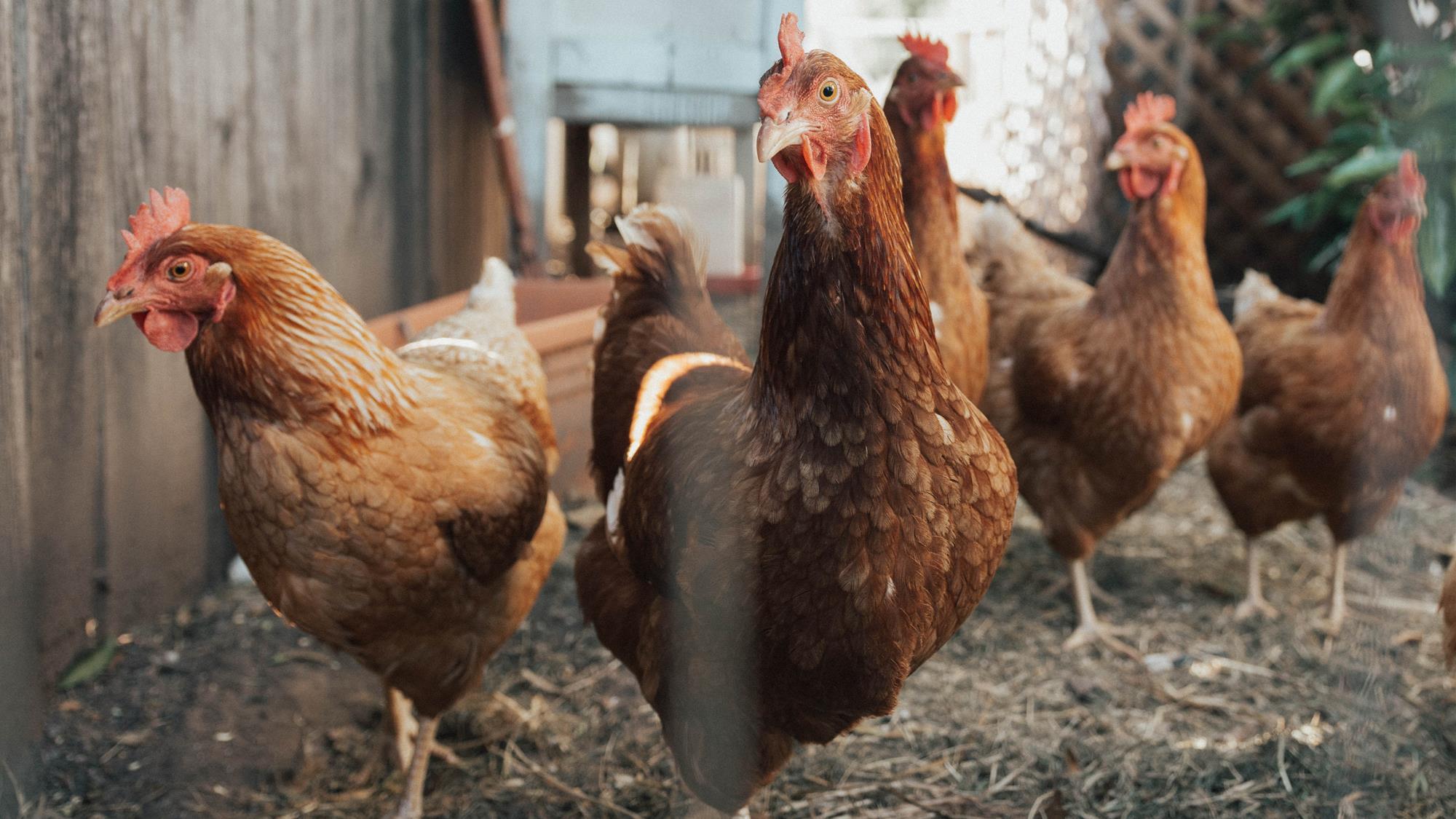 Will Defra or DIT come out on top in food standards struggle? | Comment ...