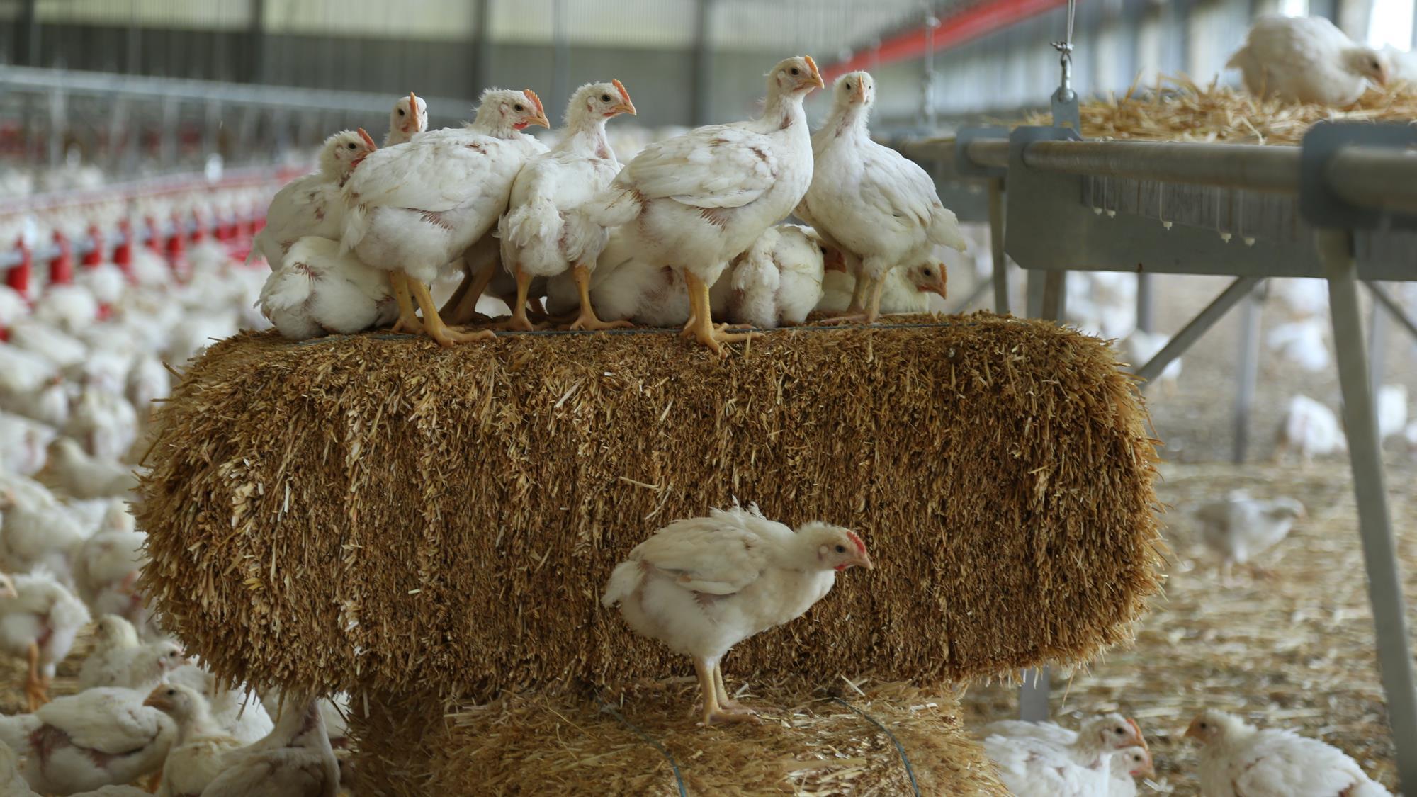 Why are supermarkets ignoring the Better Chicken Commitment? | Analysis ...