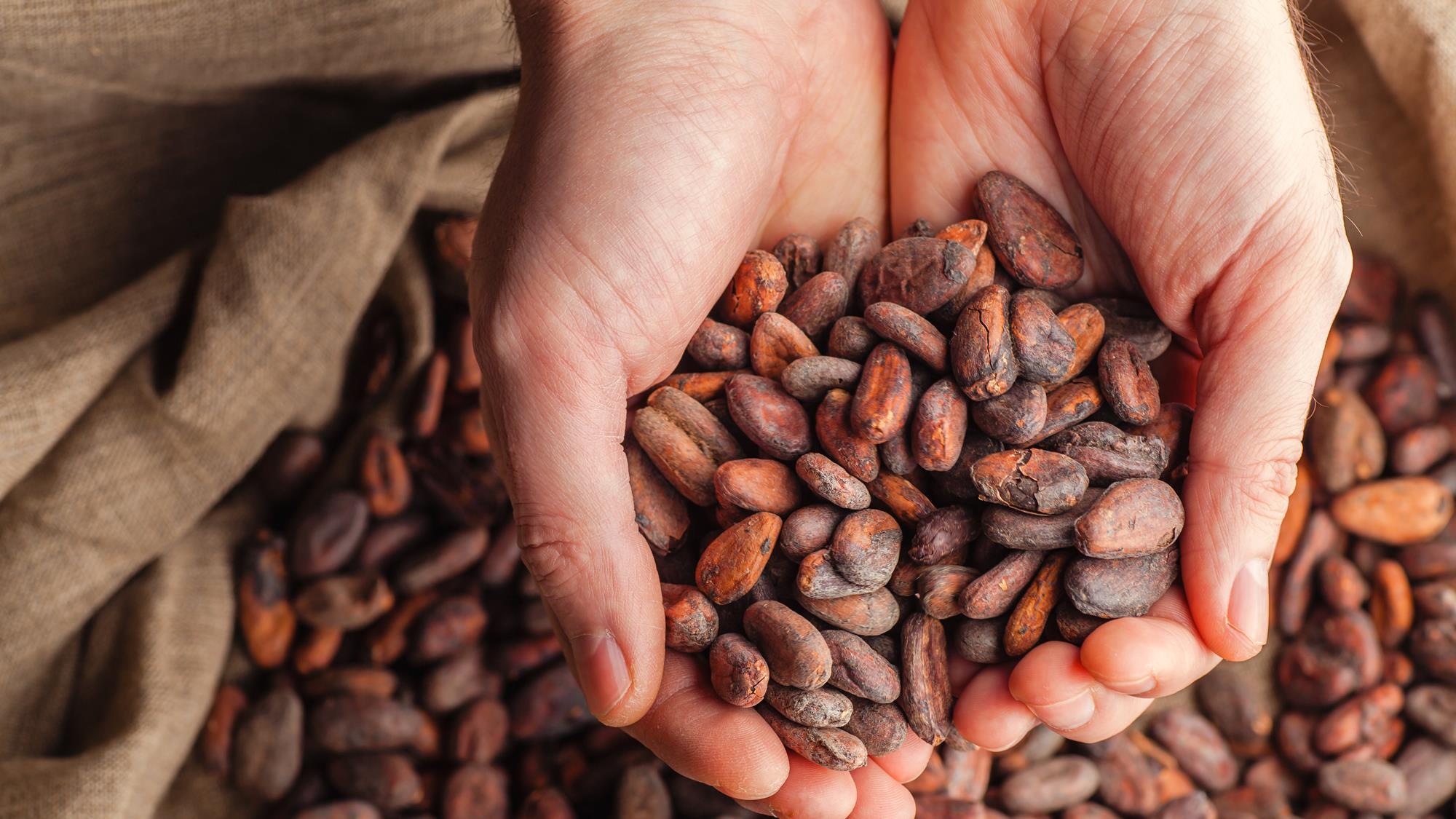 Why responsibly-sourced cocoa should remain top of the agenda for the ...