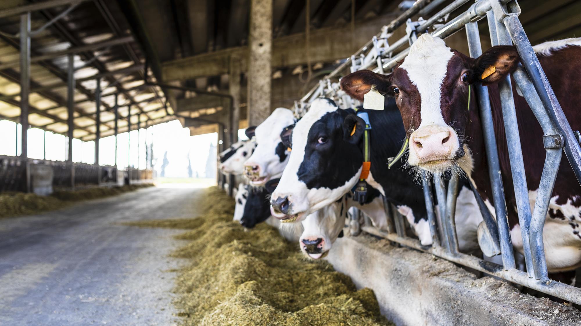 Arla's spot of Bovaer leaves dairy crying over spilt milk | The Grocer