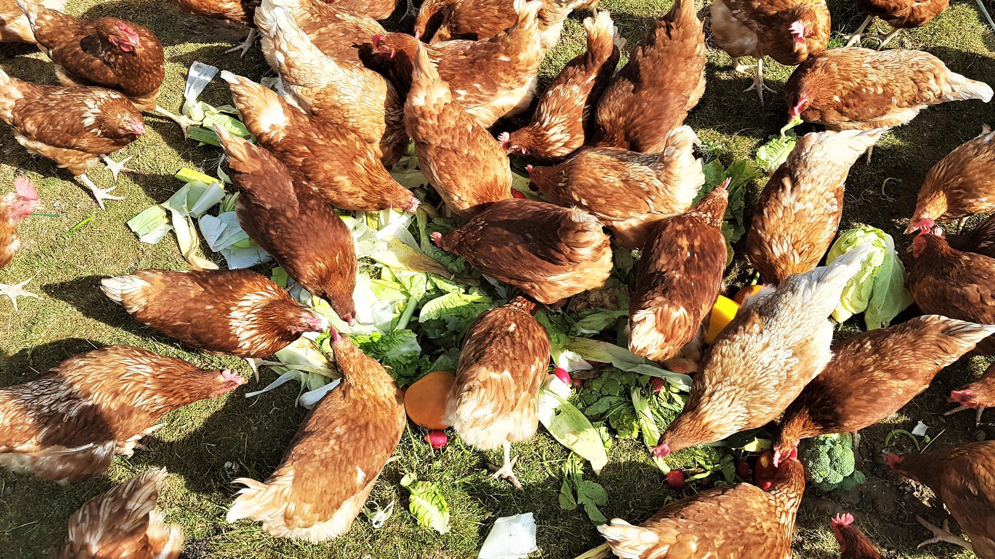 How Yolk Farm cracked the farm shop formula | Analysis & Features | The ...