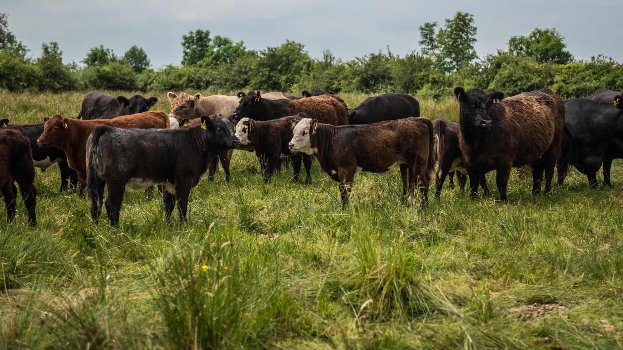 Why cows could be an unexpected climate solution | Analysis & Features ...