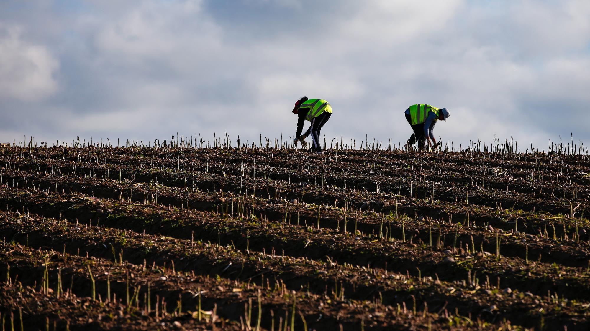 Why the UK seasonal labour worker scheme still isn’t working | Analysis ...
