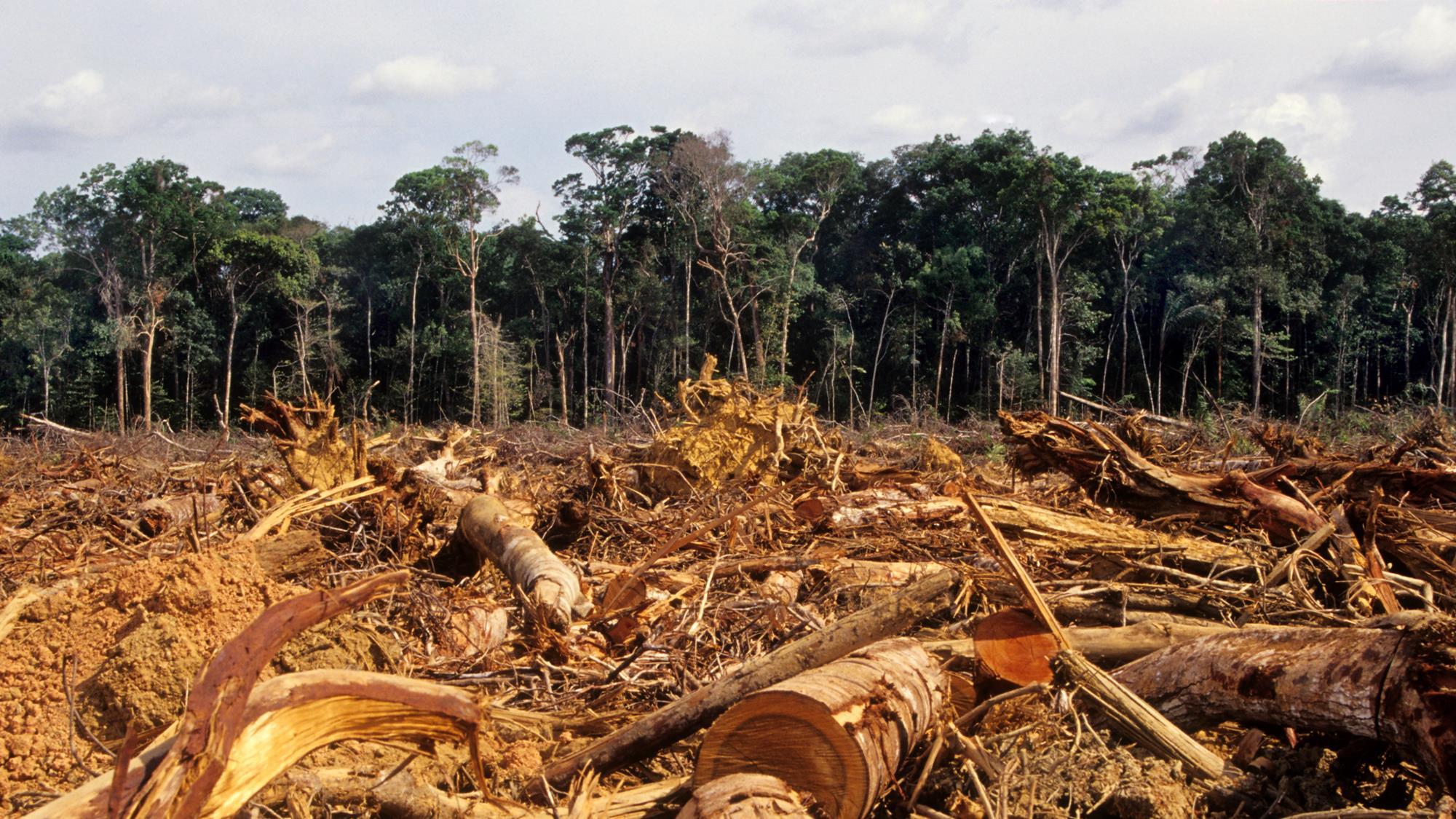 Can new roadmap deliver deforestation-free soy? | Analysis & Features ...