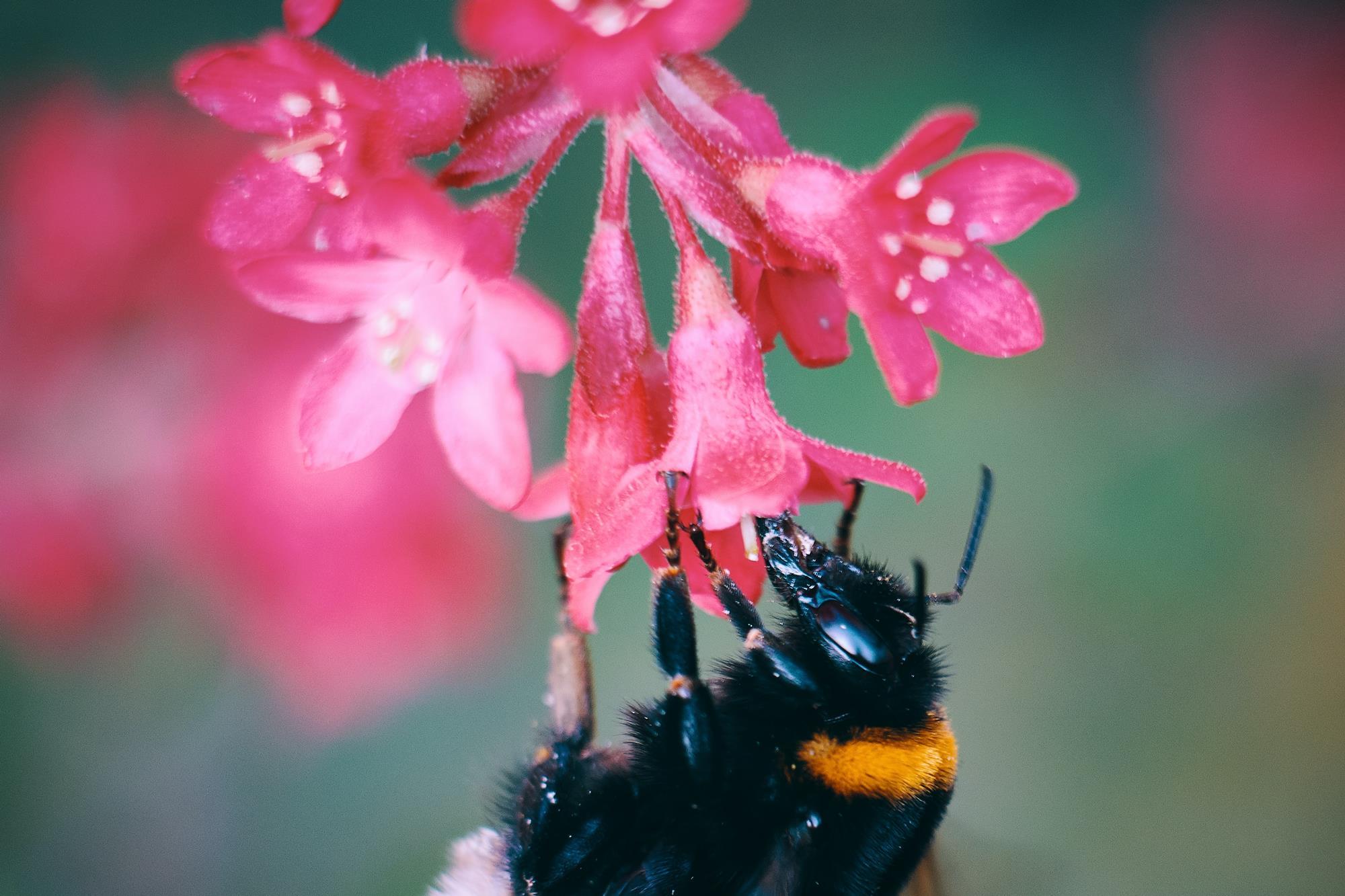 How dairy farms can help keep Britain’s bees buzzing | Analysis ...