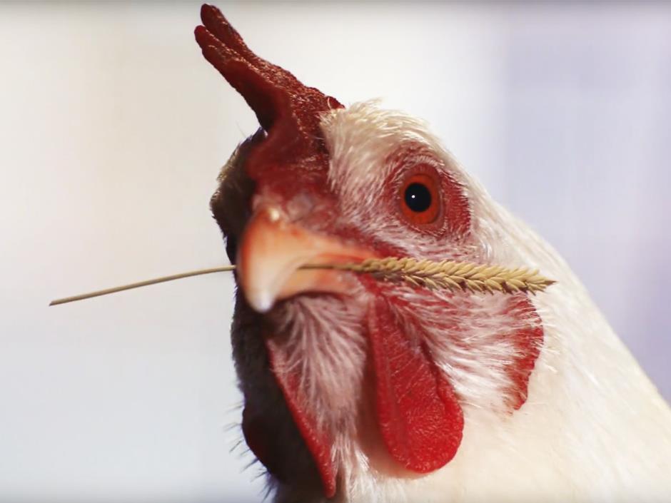 Kfc Chicken Head