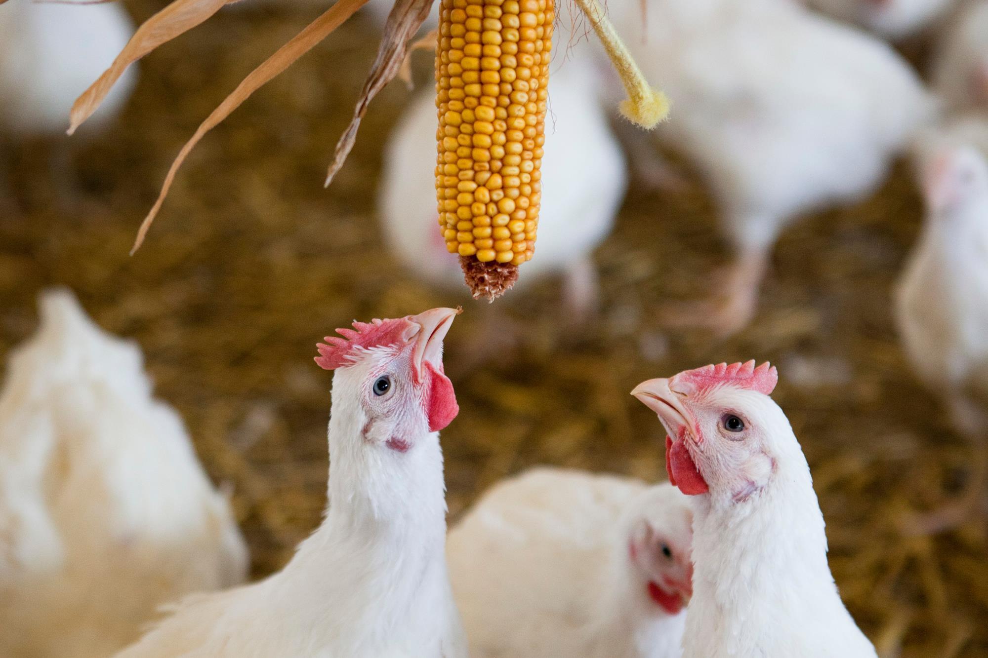 Kfc Beakless Chicken