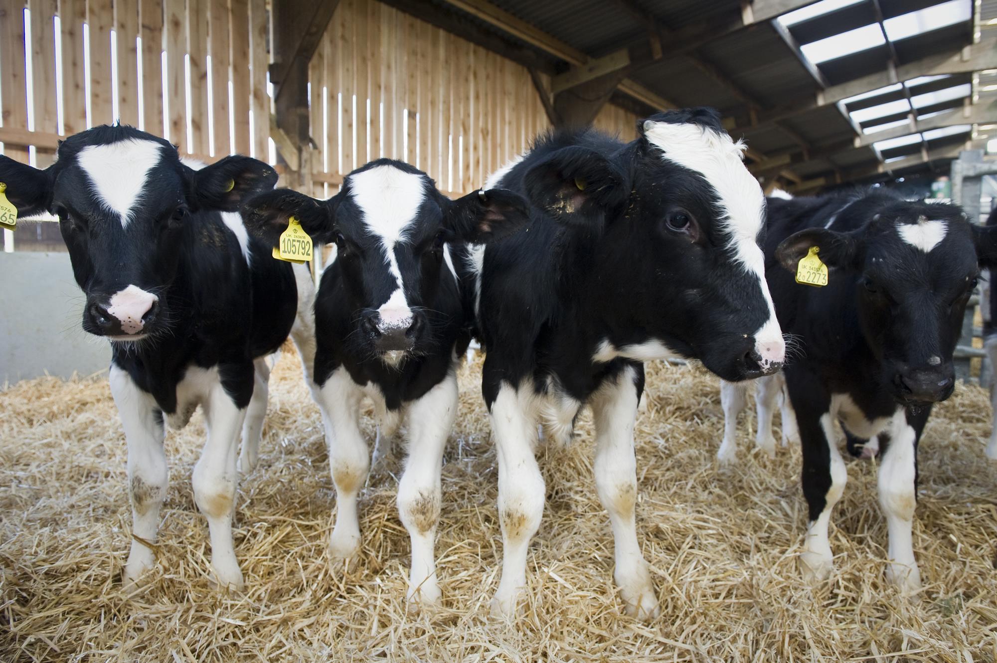 Veal Farm