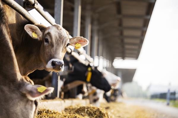Inside Arla’s Bovaer crisis and its aftermath | Analysis & Features ...