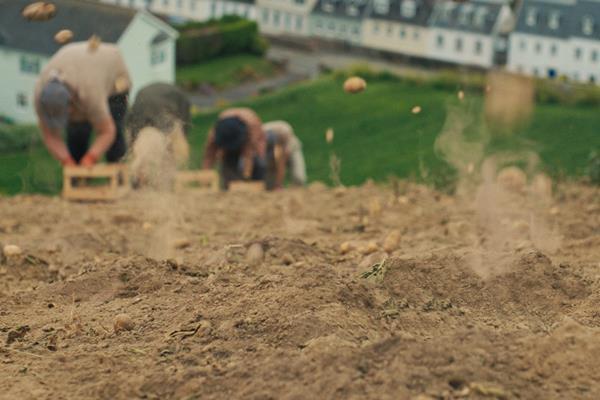 Albert Bartlett launches £3m campaign for Jersey Royal season | News ...