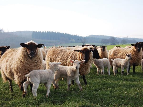 Aldi doubles British lamb range with four new fresh lines | News | The ...