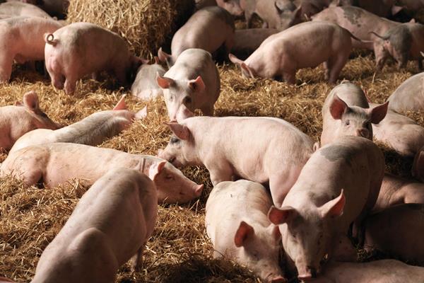 Red Tractor: New tiers for pig welfare gets go-ahead | The Grocer