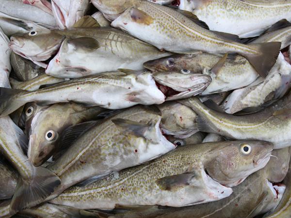 Demersal fish discard ban to be extended in North Sea | News | The Grocer