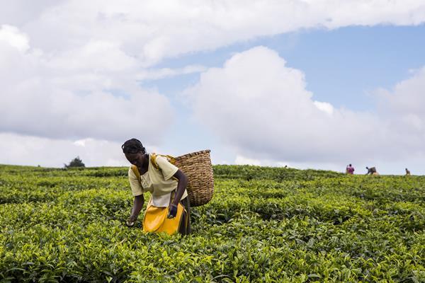 Supply chain accountability is key to the Fairtrade offer | Comment ...
