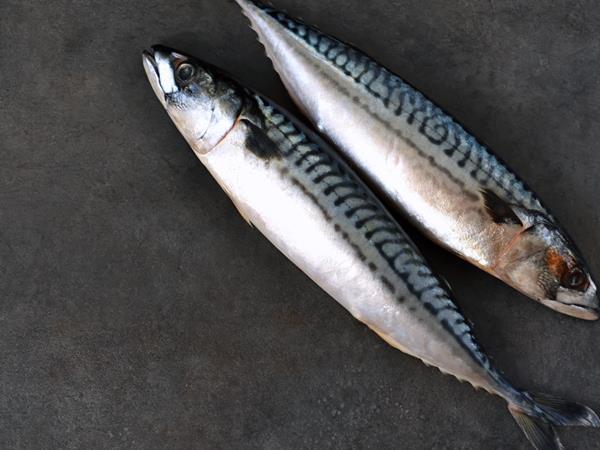 Mackerel prices up 60% as global demand soars | Analysis & Features ...