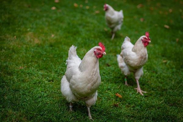 Hospitality industry launches Sustainable Chicken Forum | News | The Grocer