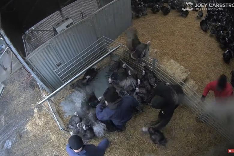 Turkey abuse allegations levied at supplier KellyBronze | The Grocer