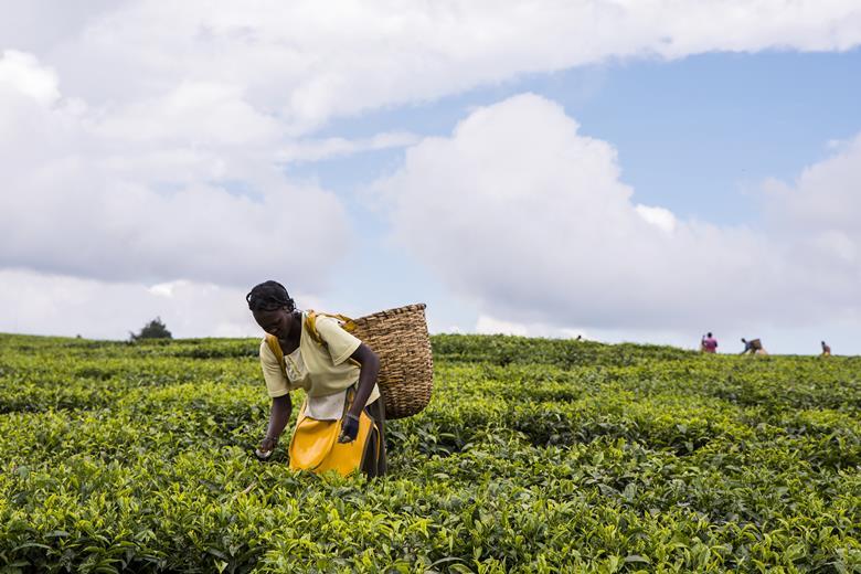 Over 40 brands unite to champion Fairtrade sourcing | News | The Grocer