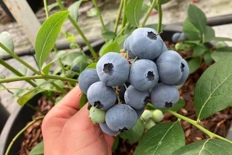BerryWorld Plus celebrates UK’s first home-bred blueberry | News | The ...