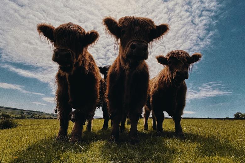 Waitrose to expand native beef breed offering | News | The Grocer