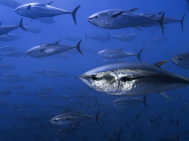Tuna catastrophe feared by WWF as population declines | News | The Grocer