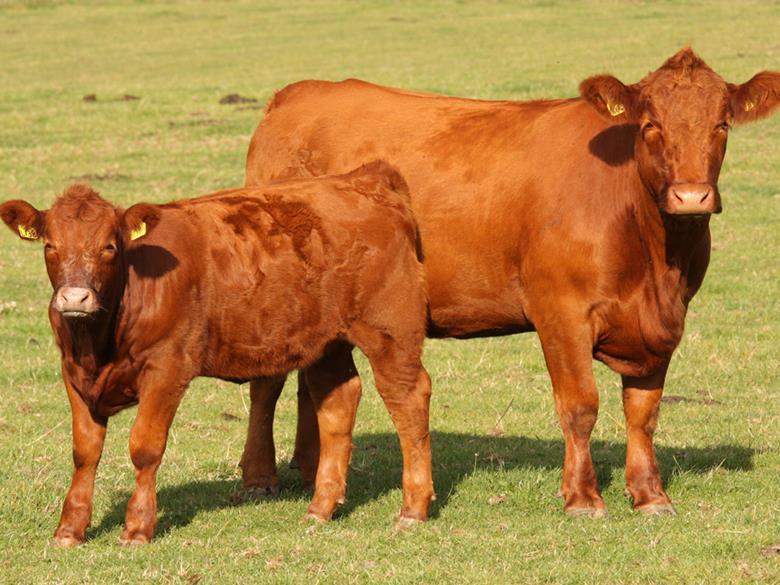 SMEs to get ‘Open Doors’ mentors to boost Asian exports, says ...