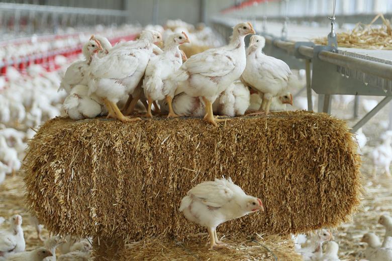 2 Sisters hits major high-welfare chicken production milestone | News ...