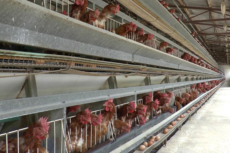 Egg sector warns of battery egg import threat from Pacific trade deal ...