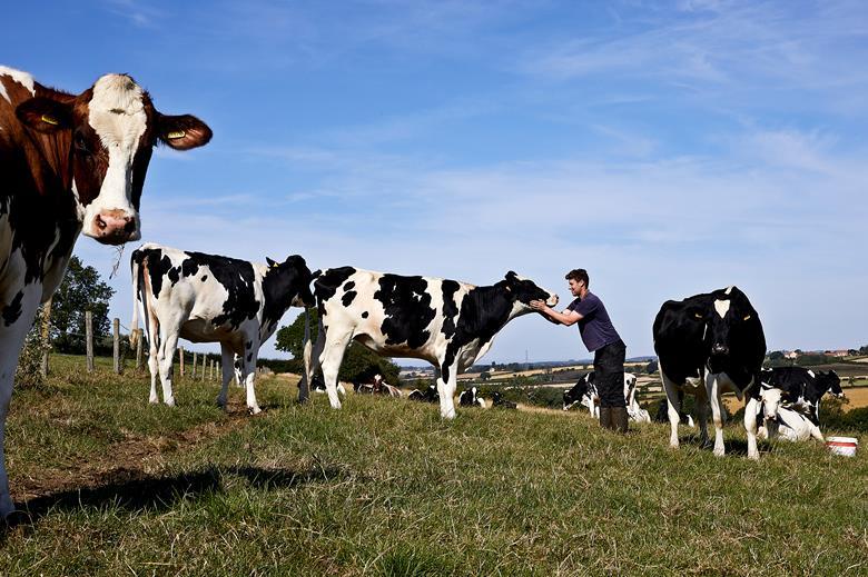 Arla launches new farm assurance scheme for branded milk | News | The ...