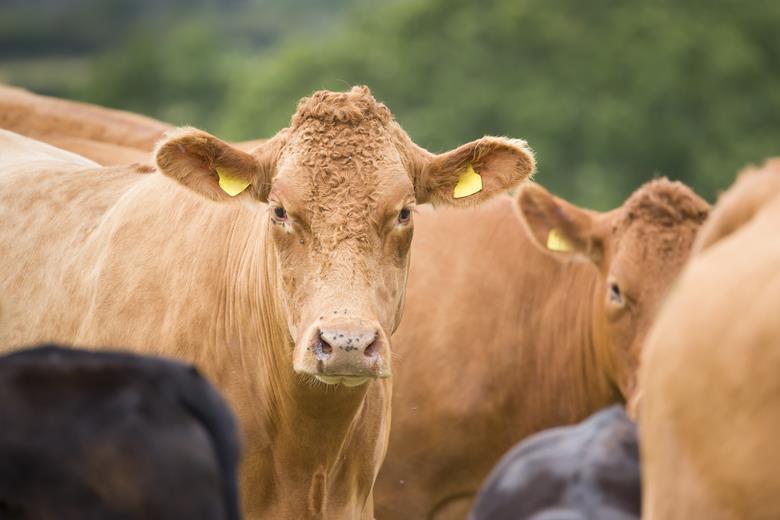 Hormone-treated beef explained: is it a problem or a solution ...