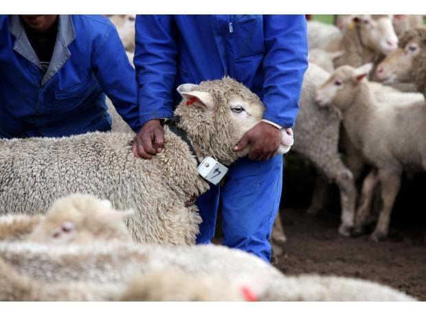 Sheep rustling - a worsening problem for UK farmers | Analysis ...