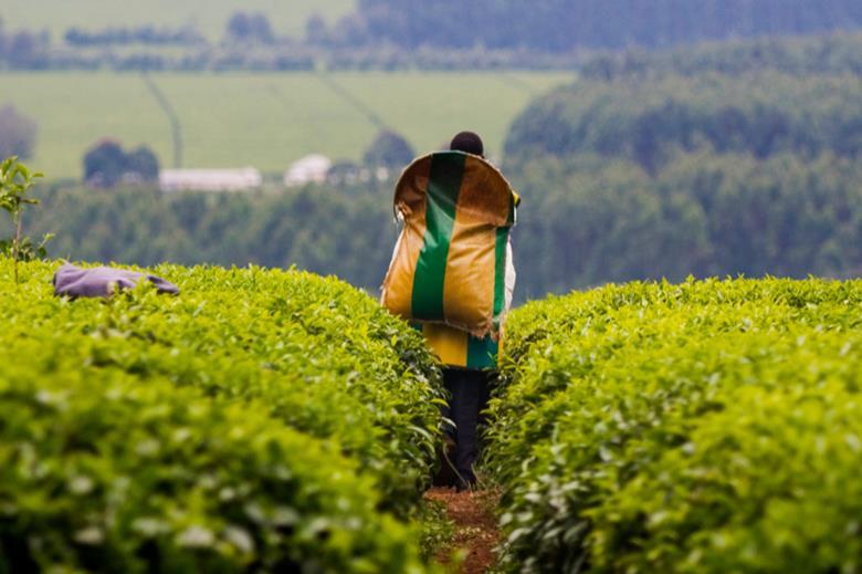 Fairtrade launches new map to spot labour and climate exploitation ...