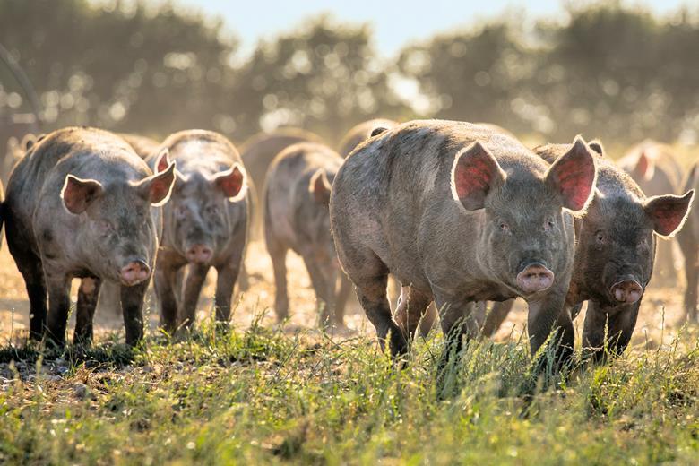 Waitrose to turn surplus food waste into animal feed as part of new ...