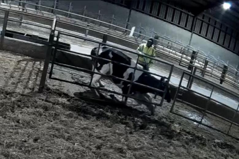 M&S and Müller take action following dairy cow abuse footage | News ...