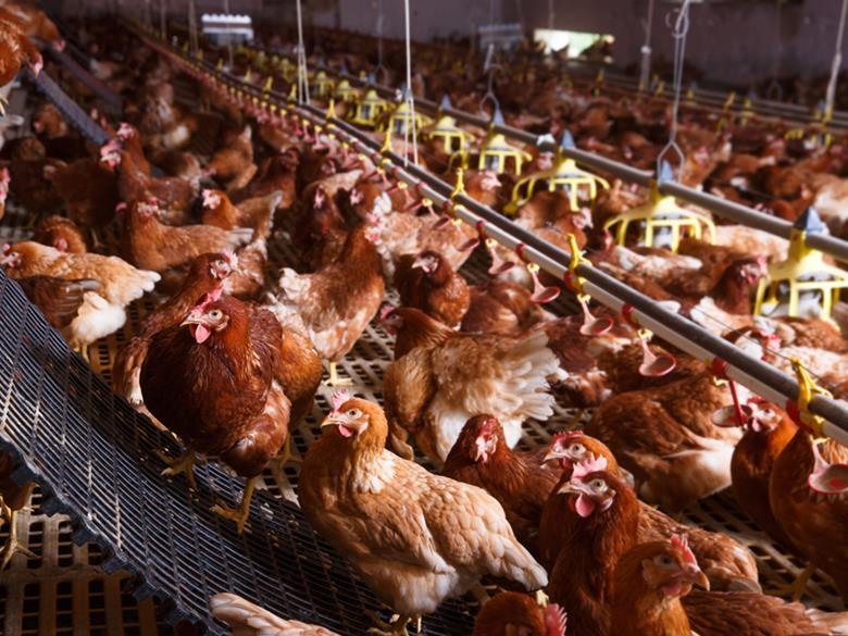 Defra updates meat chicken welfare code | News | The Grocer