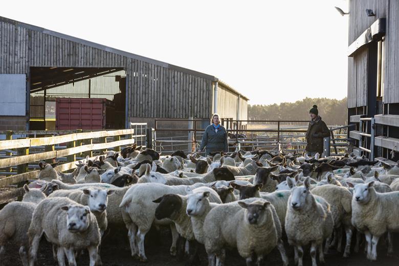 Defra allows use of bluetongue vaccines subject to licence | News | The ...