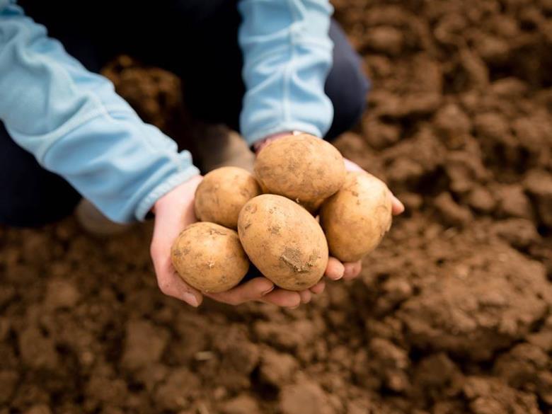 Tesco and Branston team up for 'wonky' potato processing deal | News ...